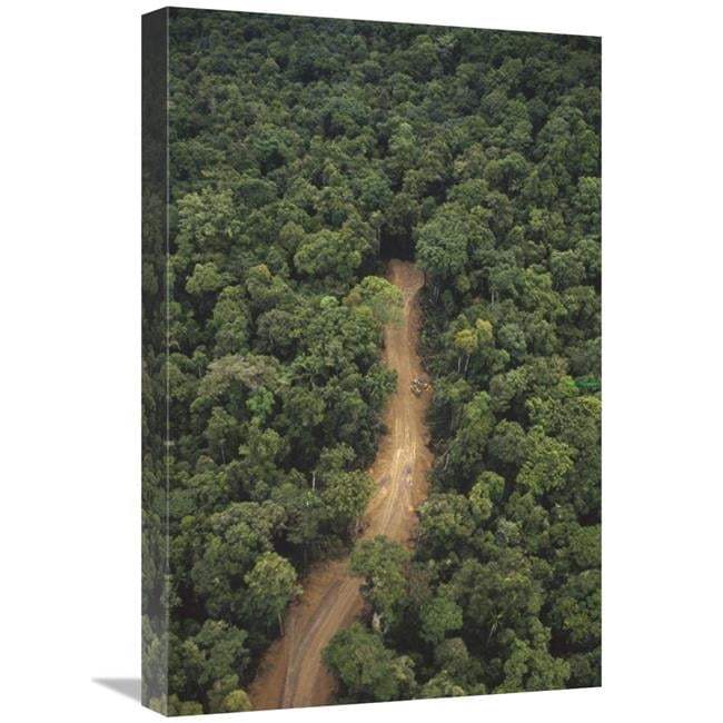Global Gallery 16 x 24 in. New Logging Road in Virgin Lowland Tropical ...
