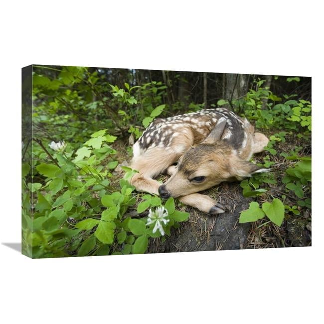 Global Gallery 16 x 24 in. Newborn Mule Deer Fawn - Waiting for the ...