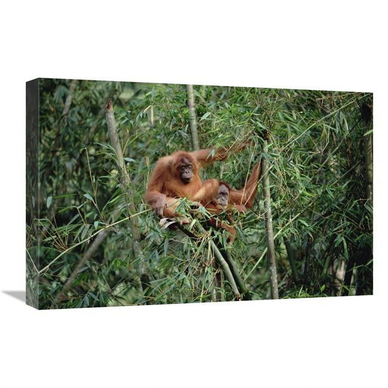 Global Gallery 16 x 24 in. Orangutan Pair - Gunung Leuser National Park ...