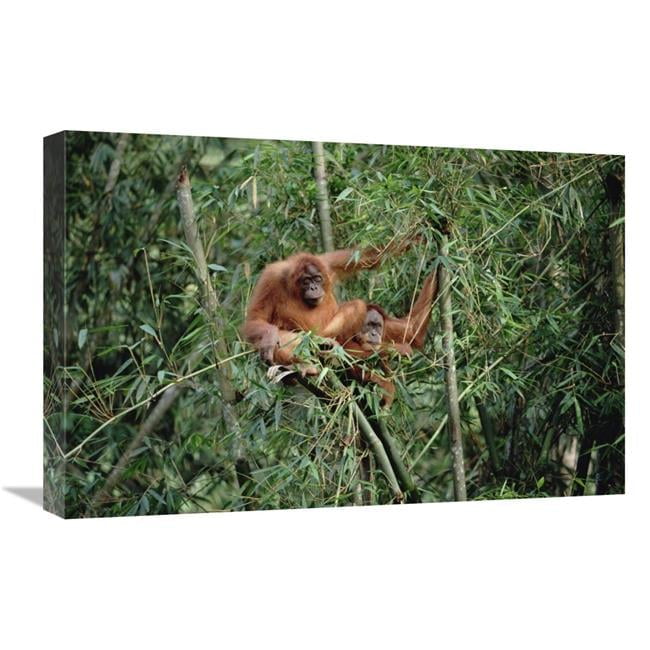 Global Gallery 16 x 24 in. Orangutan Pair - Gunung Leuser National Park ...