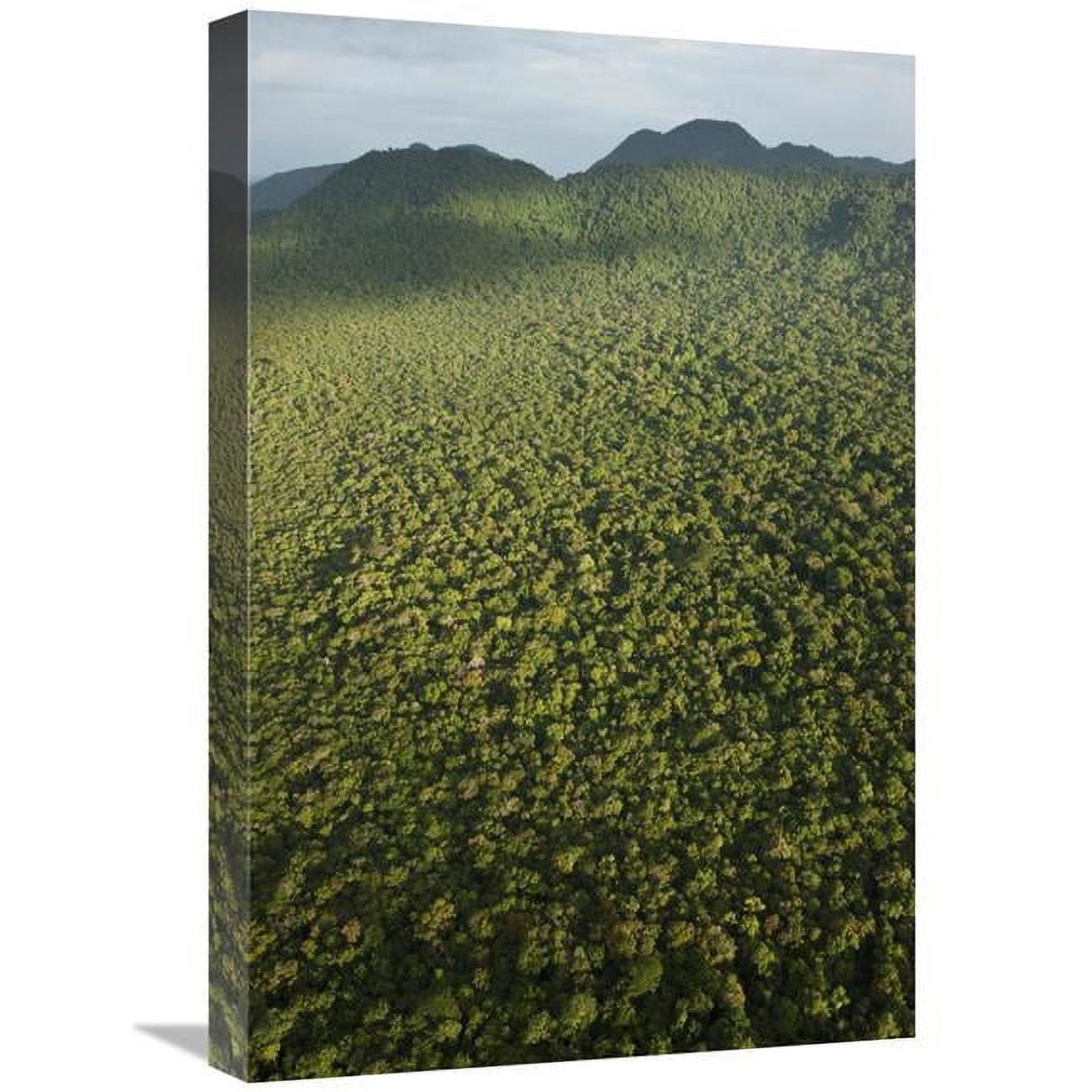 Global Gallery 16 x 24 in. Rainforest - Iwokrama Rainforest Reserve ...