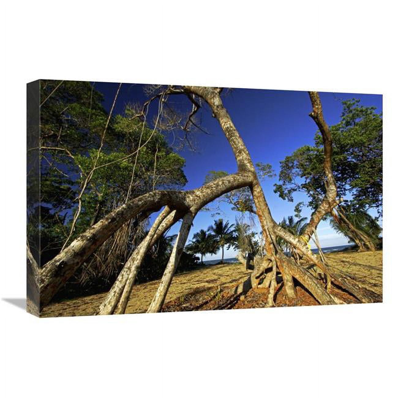 Global Gallery 16 x 24 in. Red Mangrove Left Standing in Old Growth ...