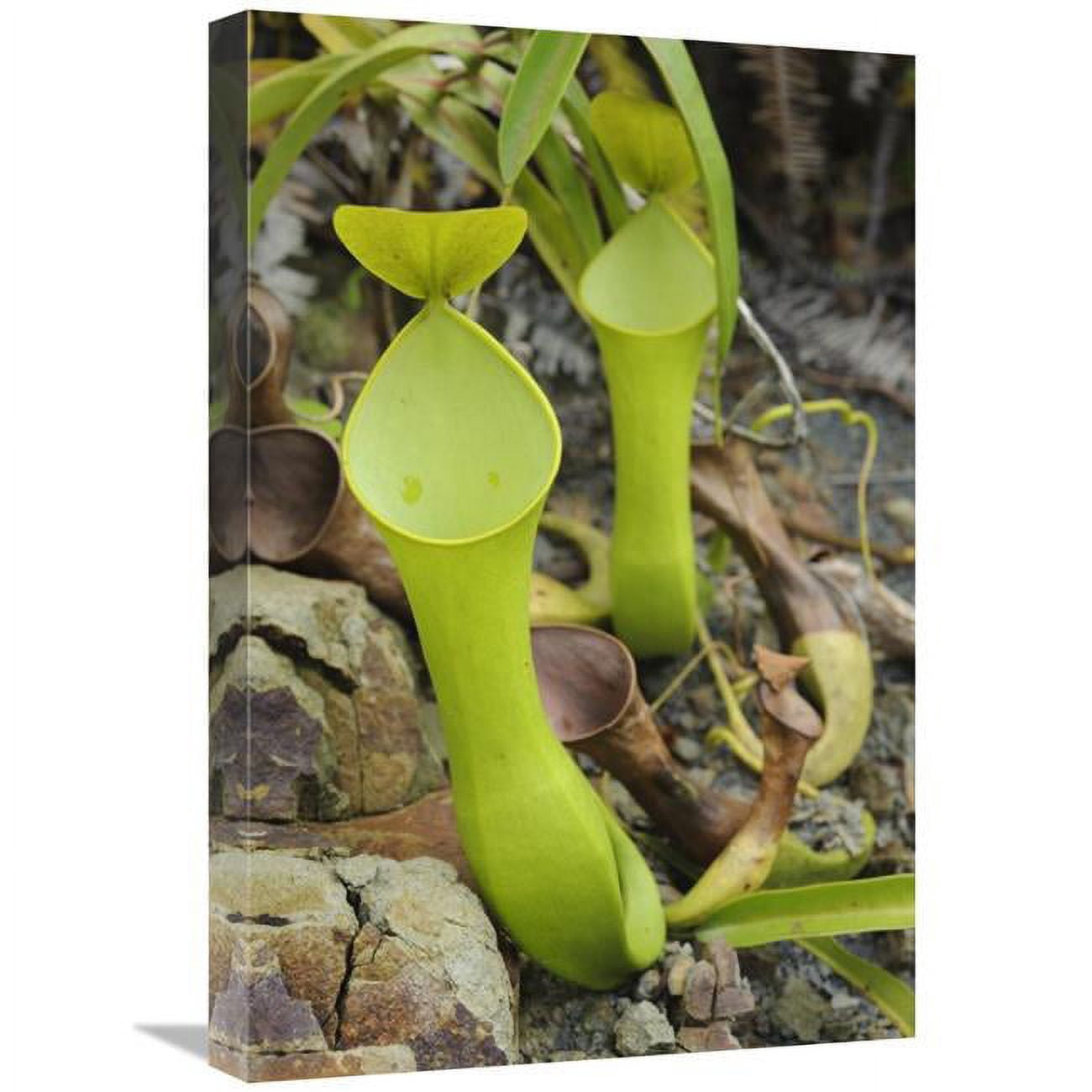 Global Gallery 16 x 24 in. Reinwardts Pitcher Plant Pitchers - Sarawak ...