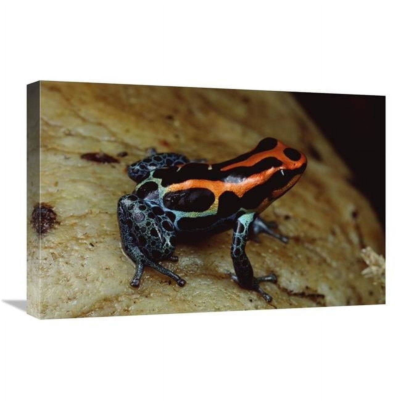 Global Gallery 16 x 24 in. Rio Madeira Poison Frog - Peruvian Lowlands ...