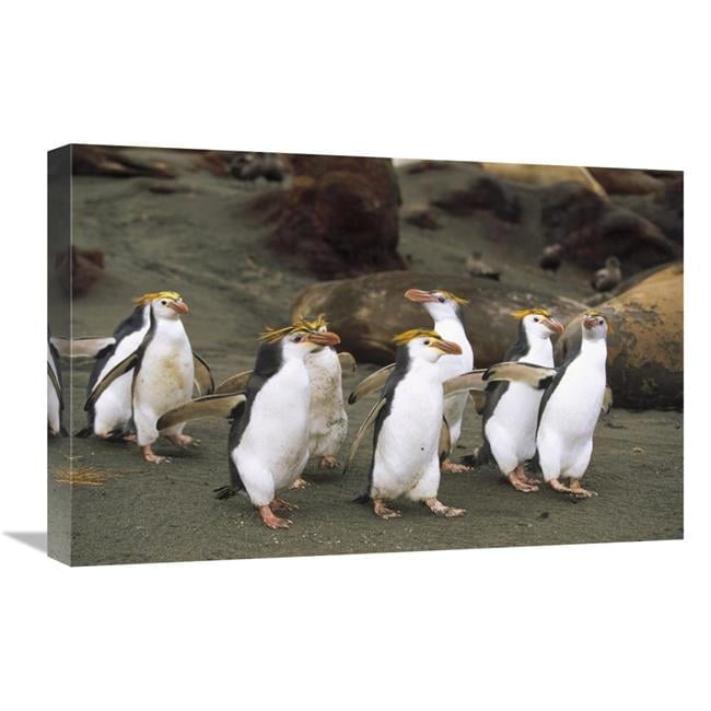 Global Gallery 16 x 24 in. Royal Penguin Group on Beach - Macquarie ...