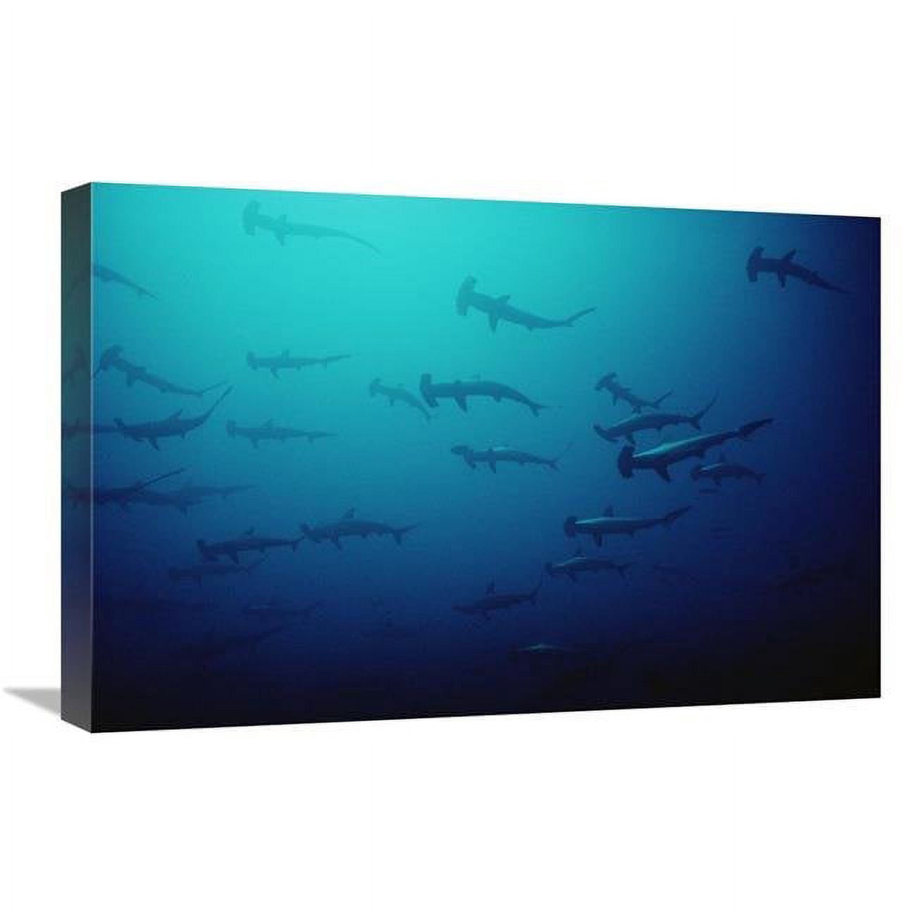 Global Gallery 16 x 24 in. Scalloped Hammerhead Shark School - Cocos ...