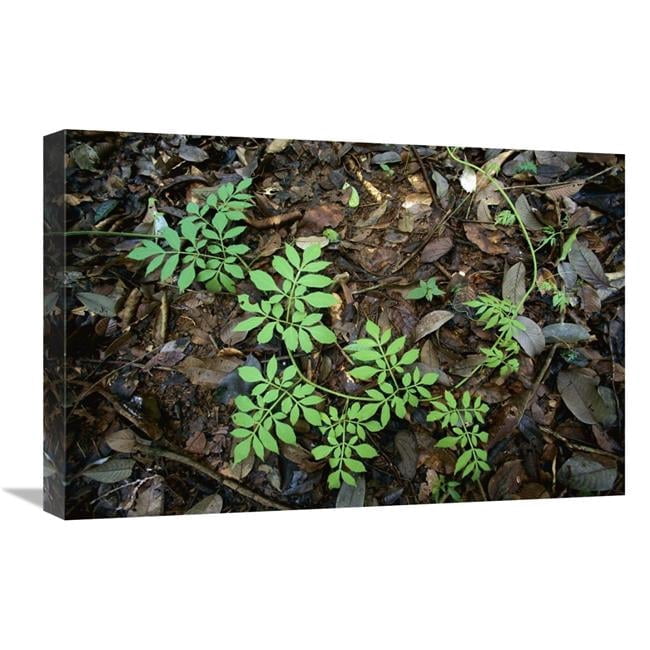 Global Gallery 16 x 24 in. Serjania Runner Puts Out Compound Leaves ...