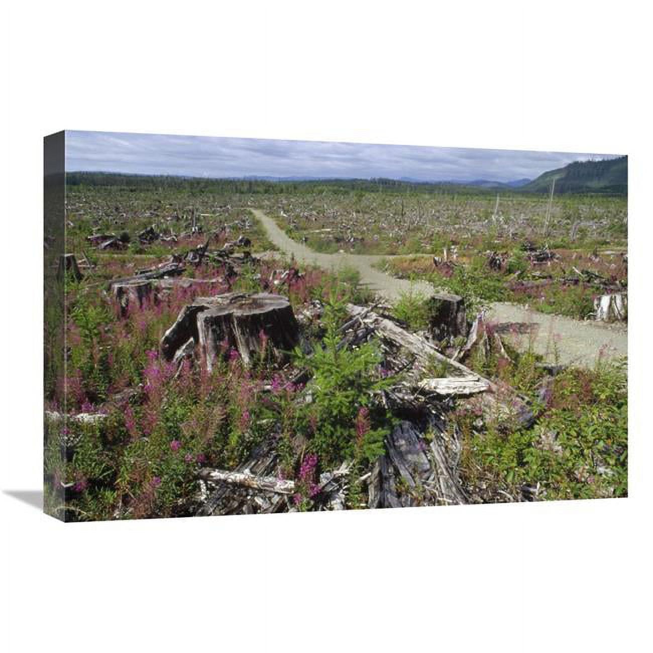 Global Gallery 16 x 24 in. Temperate Rainforest Clear Cutting with ...