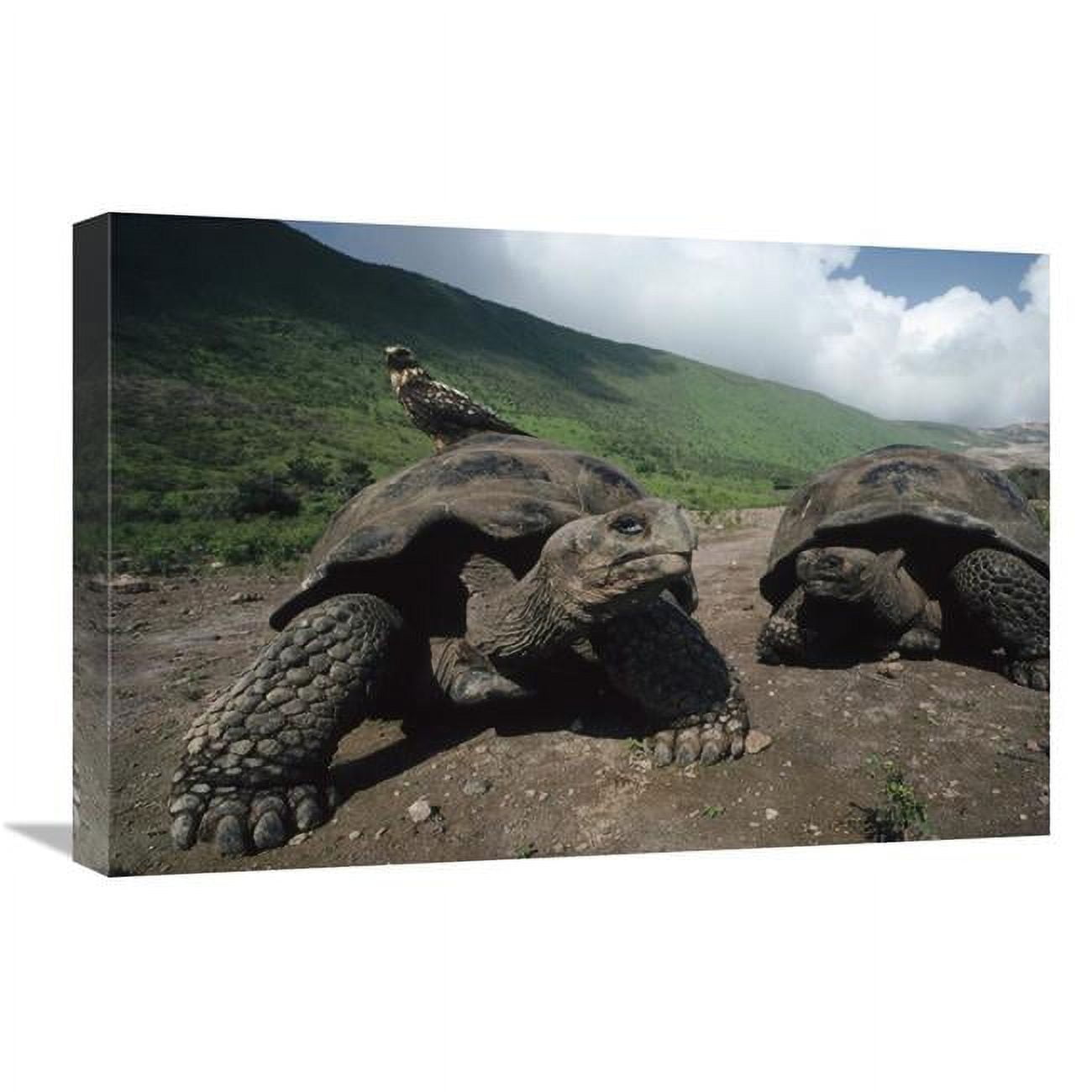 Global Gallery Volcan Alcedo Giant Tortoise with Galapagos Hawk ...