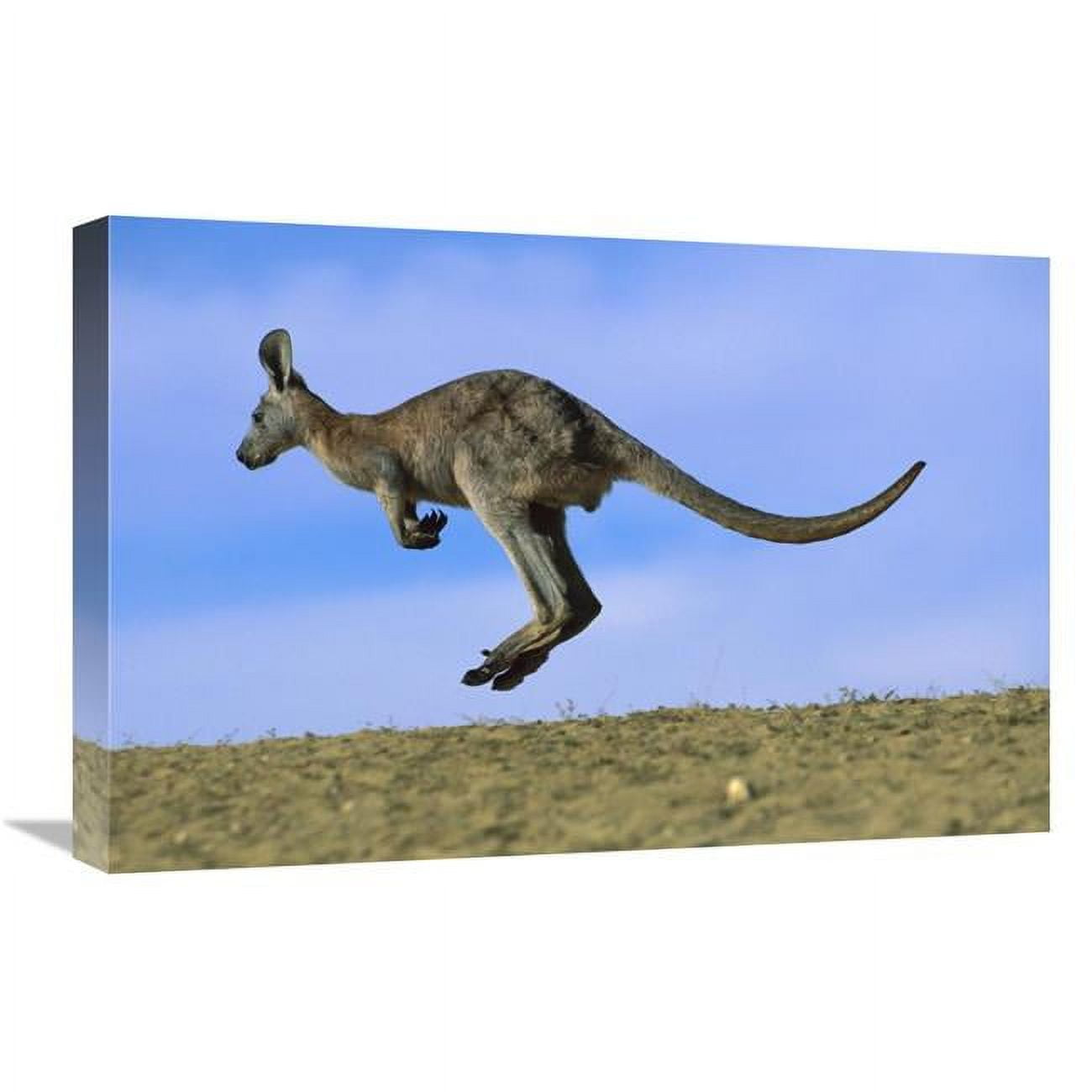 Global Gallery 16 x 24 in. Wallaroo or Euro Kangaroo Hopping - Sturt ...