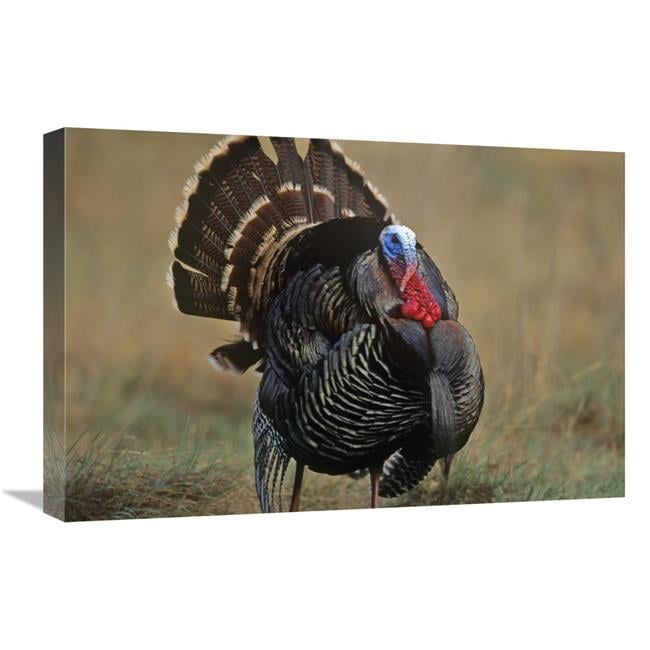 Global Gallery 16 x 24 in. Wild Turkey Male - North America Art Print ...