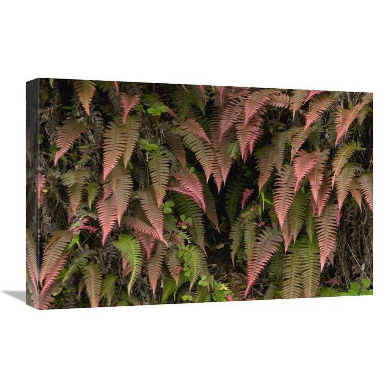 Global Gallery 16 x 24 in. Young Ferns in Temperate Forest - Ecuador ...