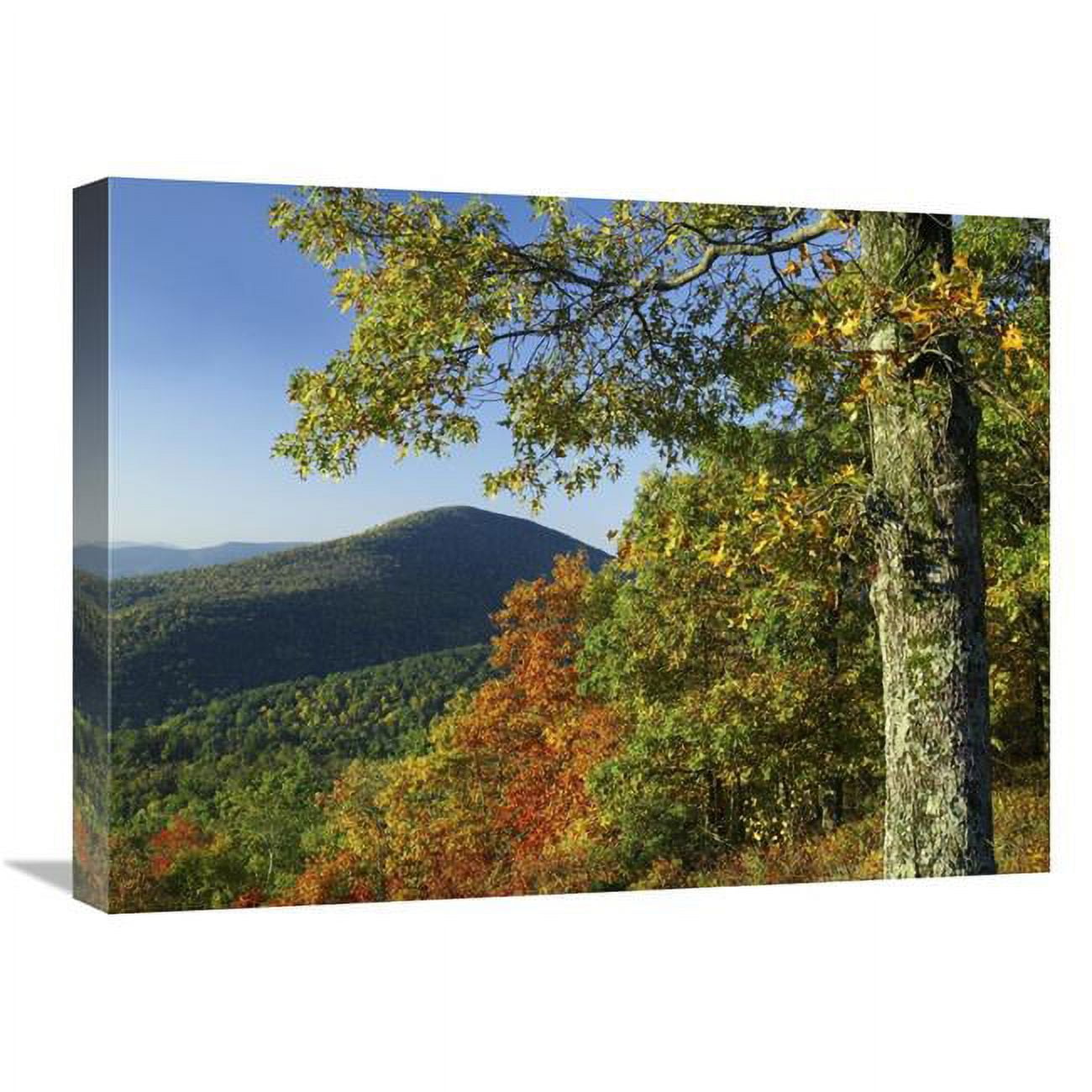 Global Gallery 18 x 24 in. Broadleaf Forest in Fall Colors As Seen From ...