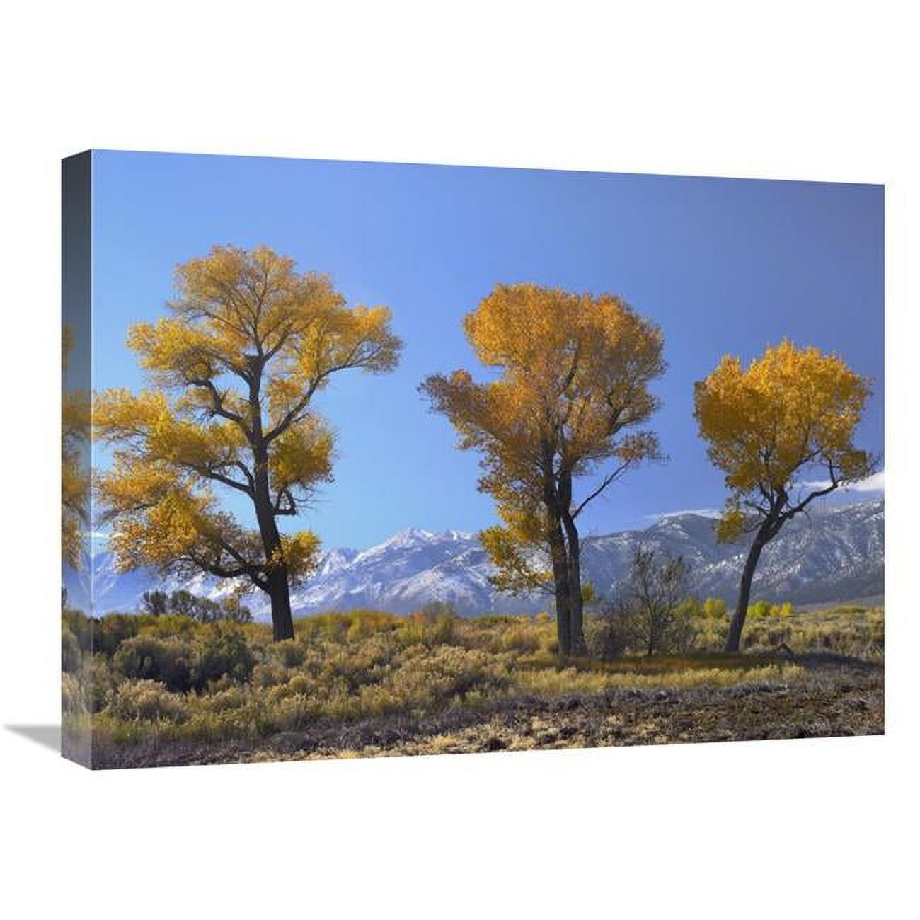 Global Gallery 18 x 24 in. Cottonwood Trees, Fall Foliage, Carson ...