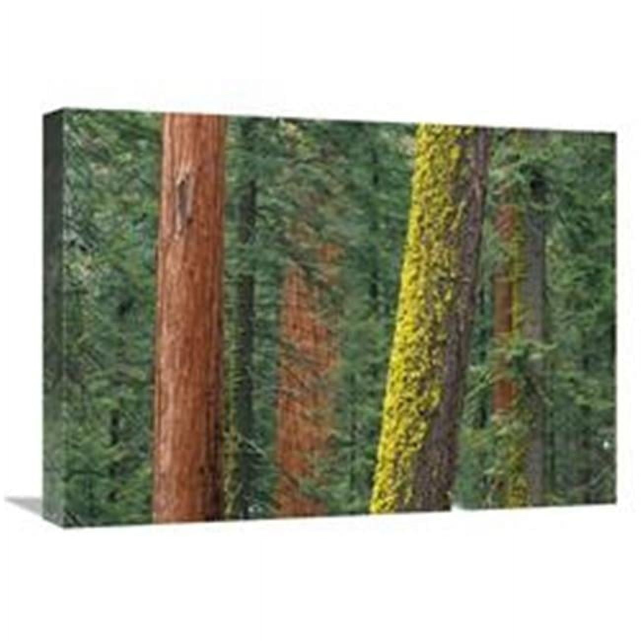 Global Gallery 18 x 24 in. Giant Sequoia Trees in Grant Grove, Sequoia ...