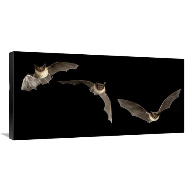 Global Gallery 18 x 36 in. Western Long-Eared Myotis Trio Flying ...