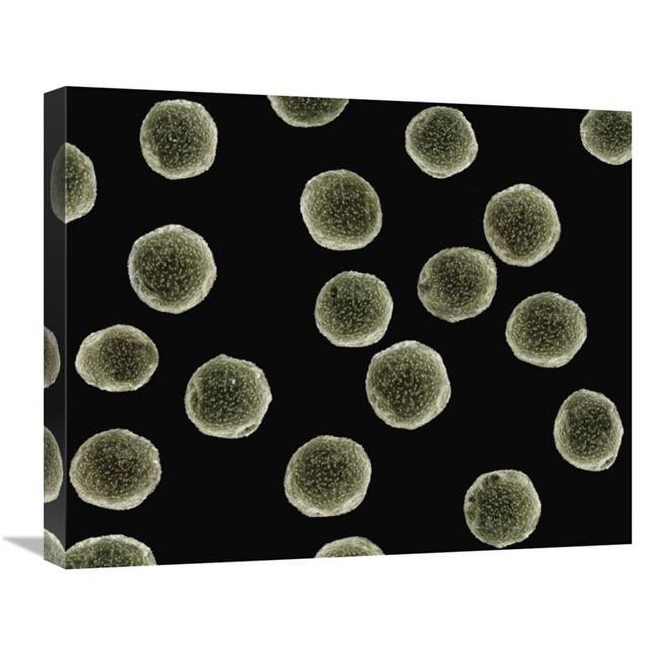 Global Gallery 20 x 24 in. Pollen Grains of A Pellitory at 1050X ...