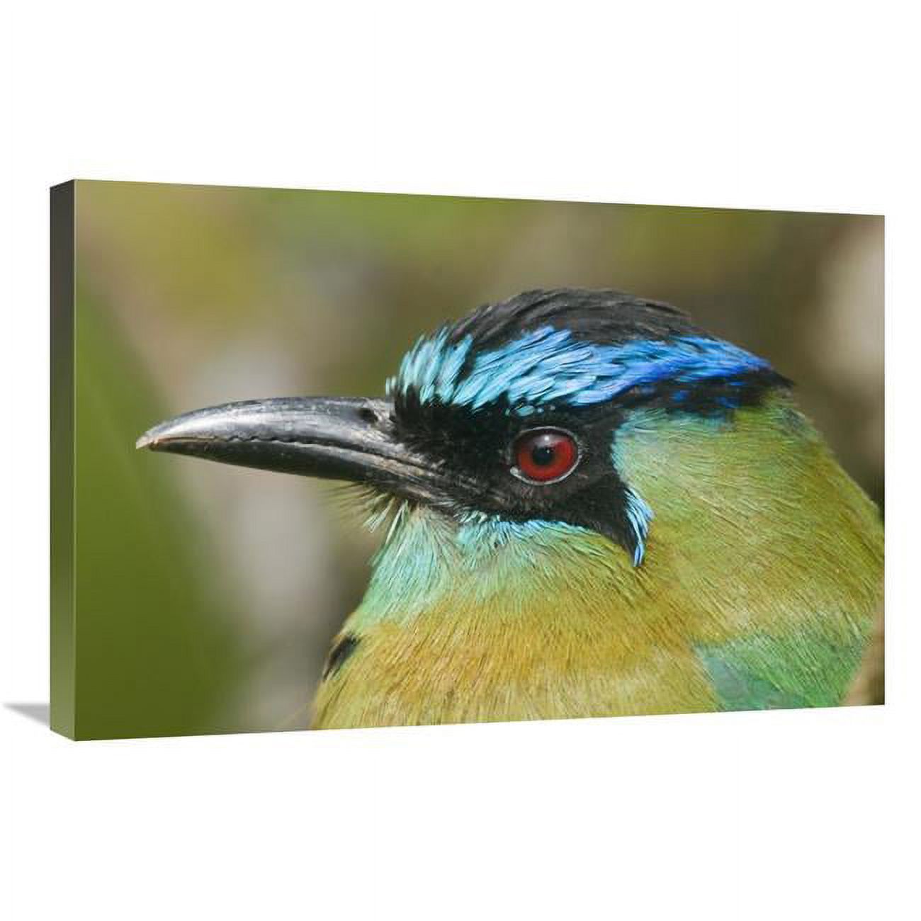 Global Gallery Blue-Crowned Motmot - Costa Rica Art Print - Steve ...