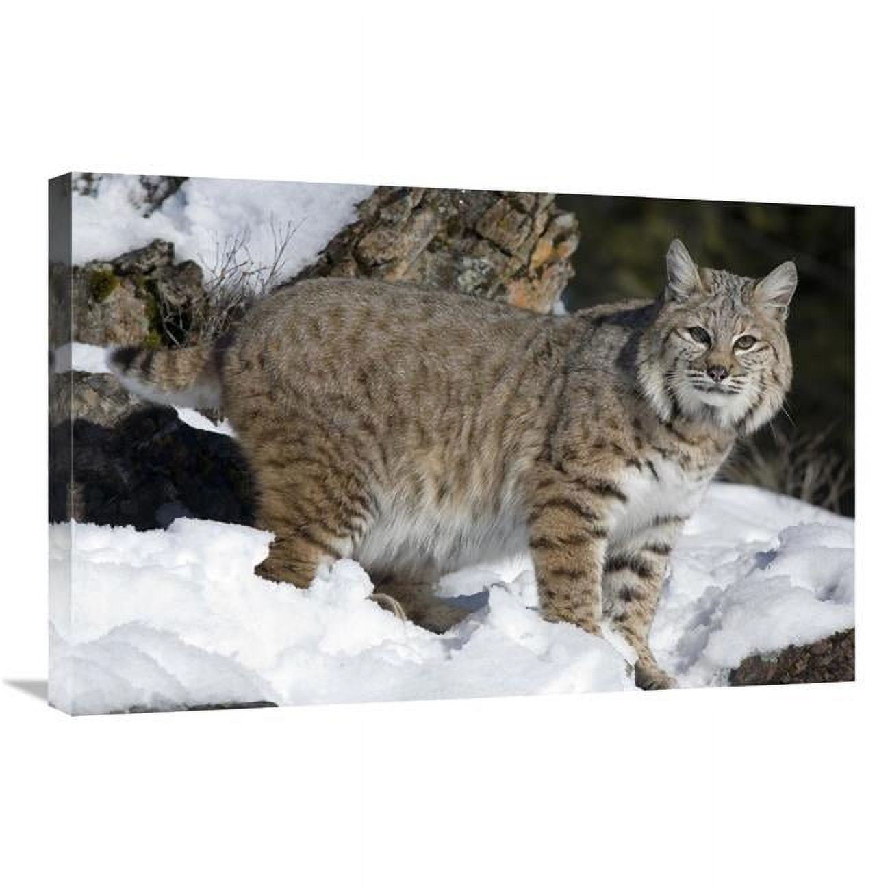 Global Gallery 20 x 30 in. Bobcat in the Snow, Kalispell, Montana Art ...