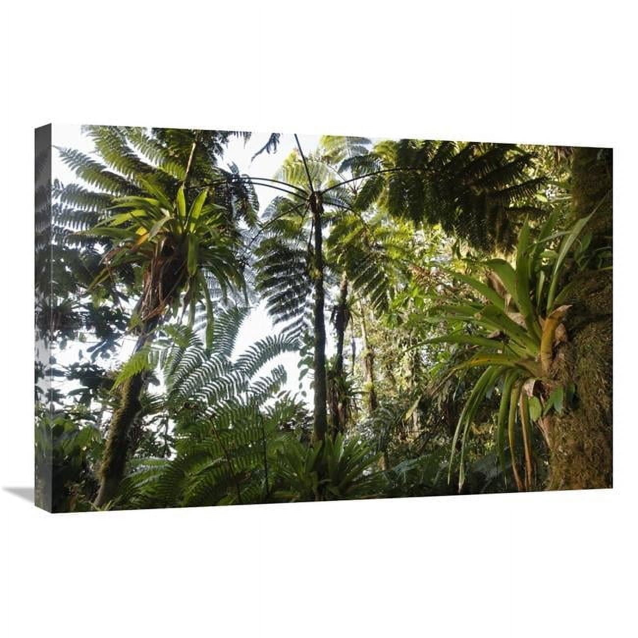 Global Gallery 20 x 30 in. Bromeliad & Tree Fern At 1500 Meters ...
