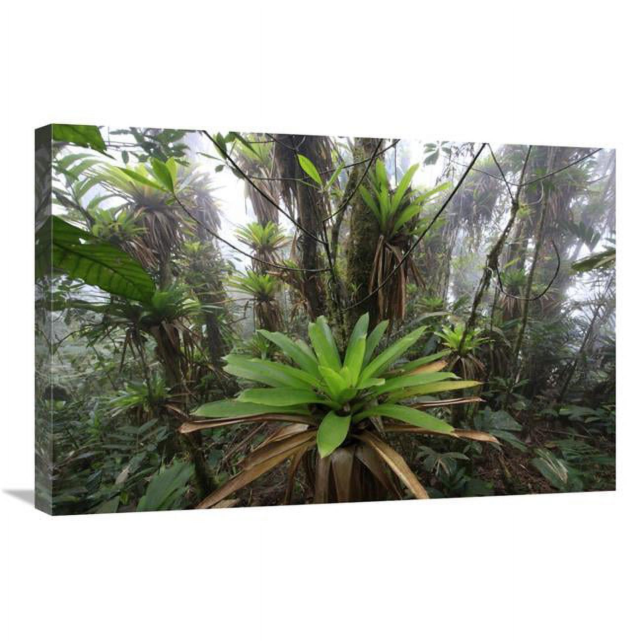 Global Gallery 20 x 30 in. Bromeliad & Tree Fern At 1600 Meters ...