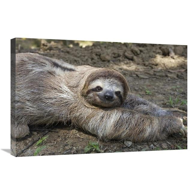 Global Gallery 20 x 30 in. Brown-Throated Three-Toed Sloth Male Walking ...