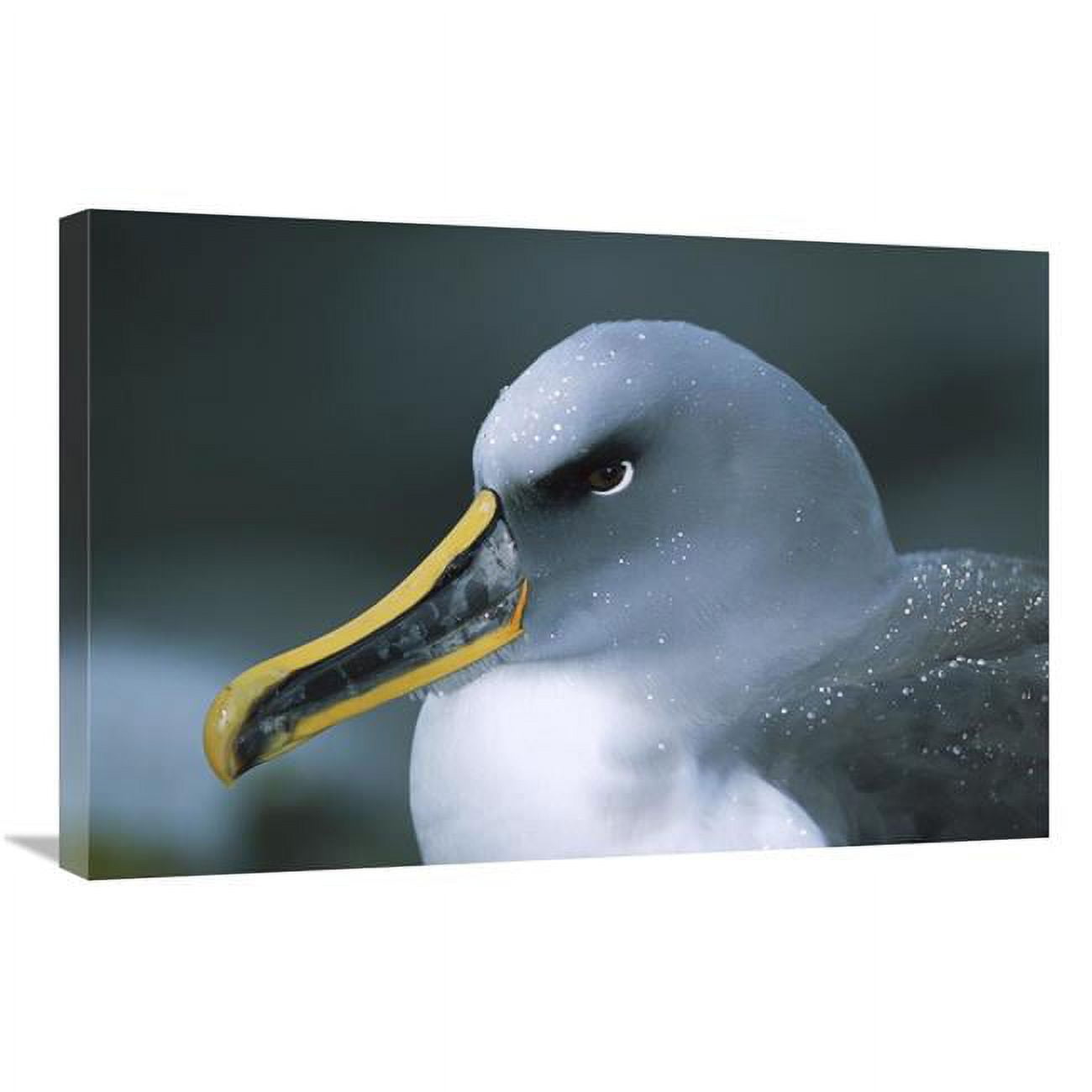 Global Gallery Bullers Albatross Breeding Adult with Colorful Bill ...