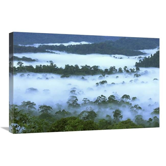 Global Gallery 20 x 30 in. Canopy of Lowland Rainforest At Dawn with ...