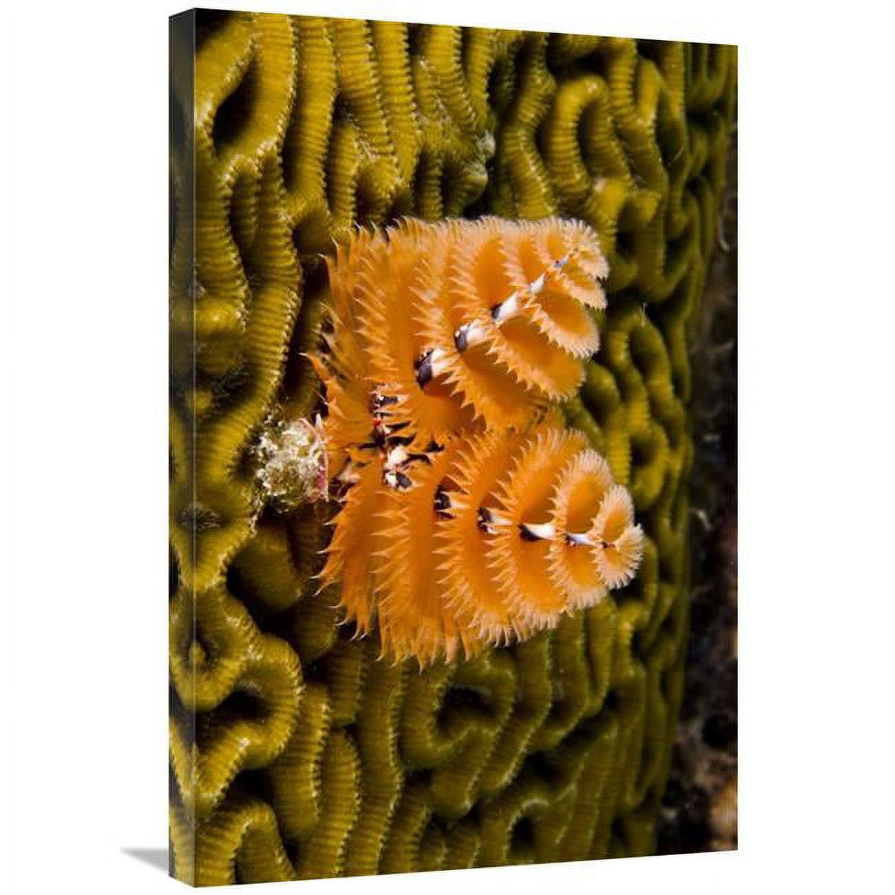 Global Gallery 20 x 30 in. Christmas Tree Worm Filter Feeding While ...