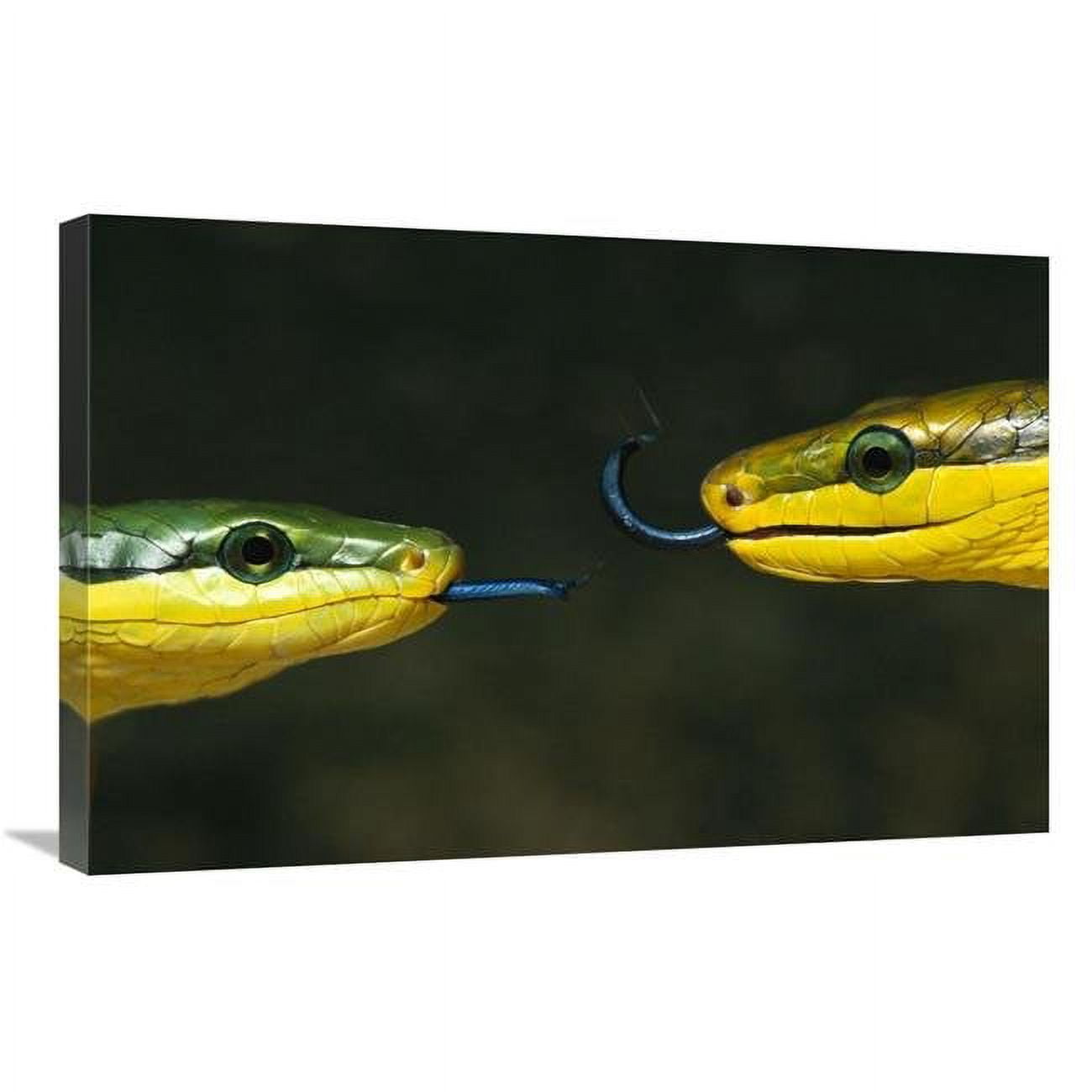 Global Gallery 20 x 30 in. Colubrid Snake Two Making Initial Contact ...