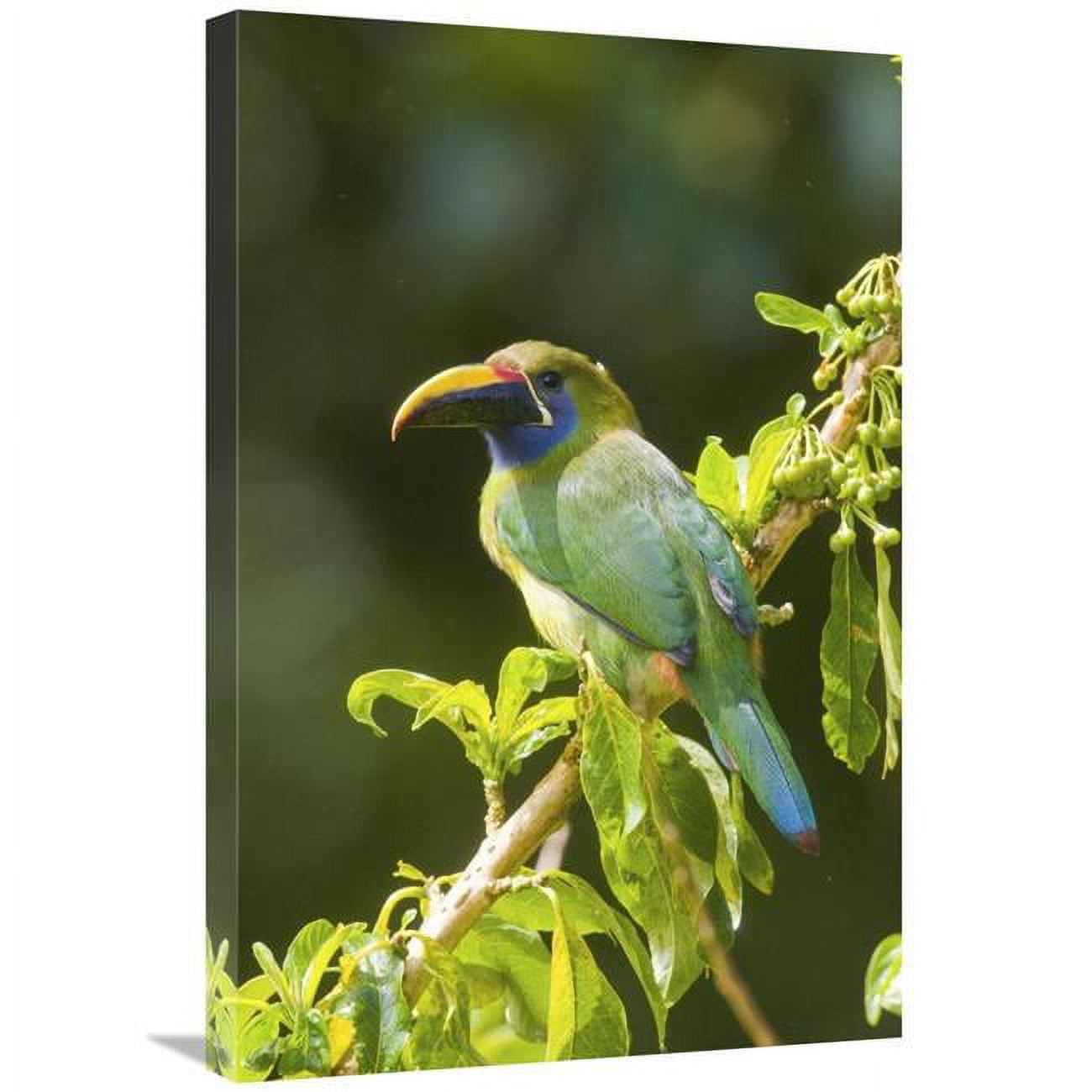 Global Gallery 20 x 30 in. Emerald Toucanet - Costa Rica Art Print ...