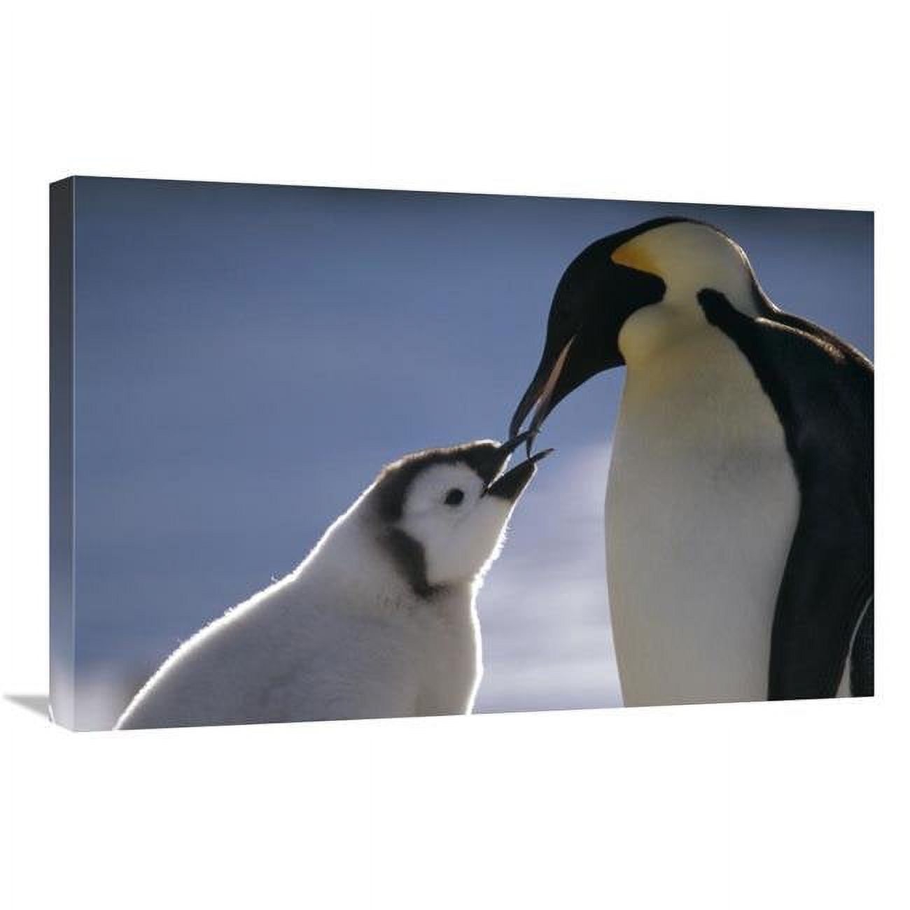 Global Gallery Emperor Penguin Parent Feeding Chick - Riiser-Larsen Ice ...