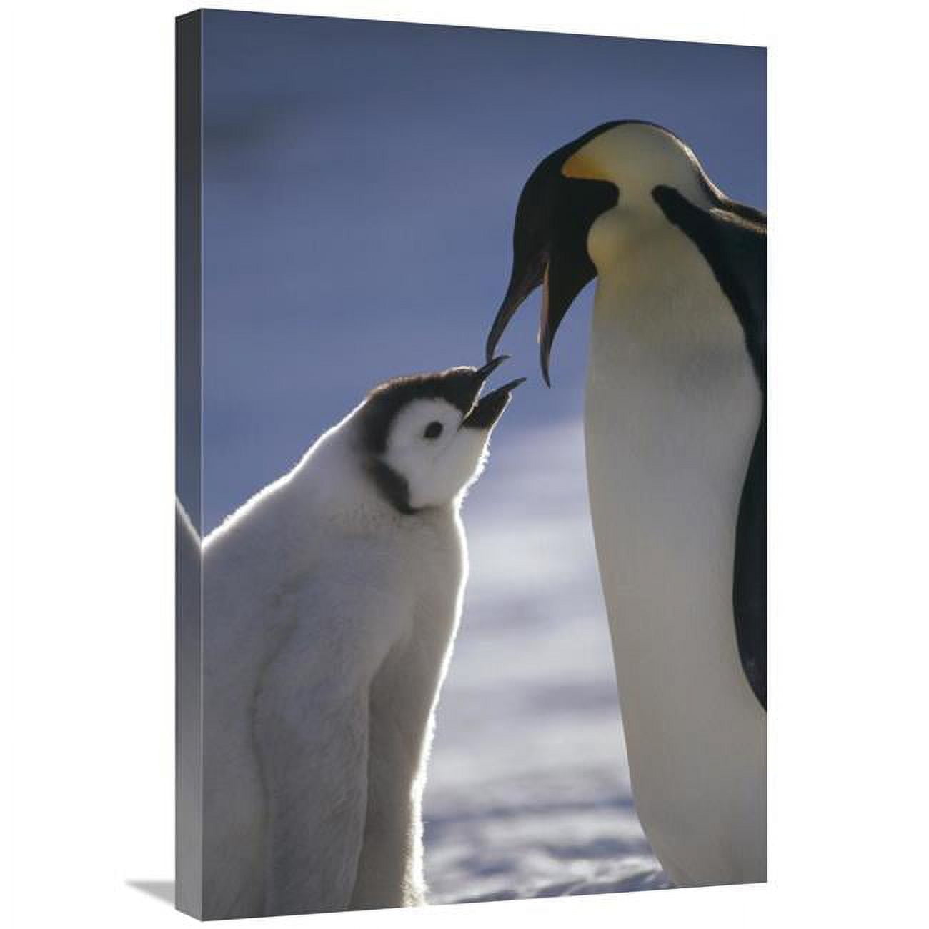 Global Gallery Emperor Penguin Parent Feeding Chick - Riiser-Larsen Ice ...