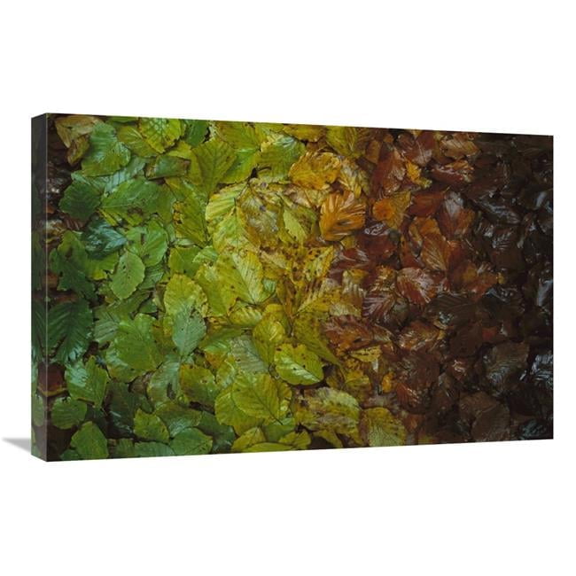 Global Gallery 20 x 30 in. European Beech Leaves Showing Gradual Change ...