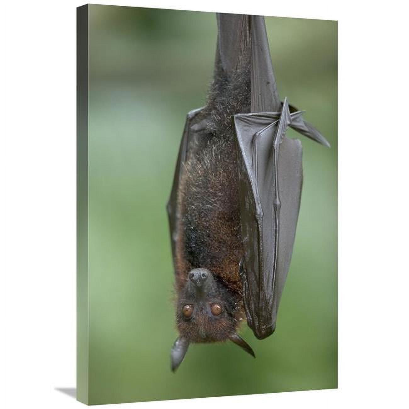 Global Gallery Flying Fox Art Print - Cyril Ruoso - Walmart.com