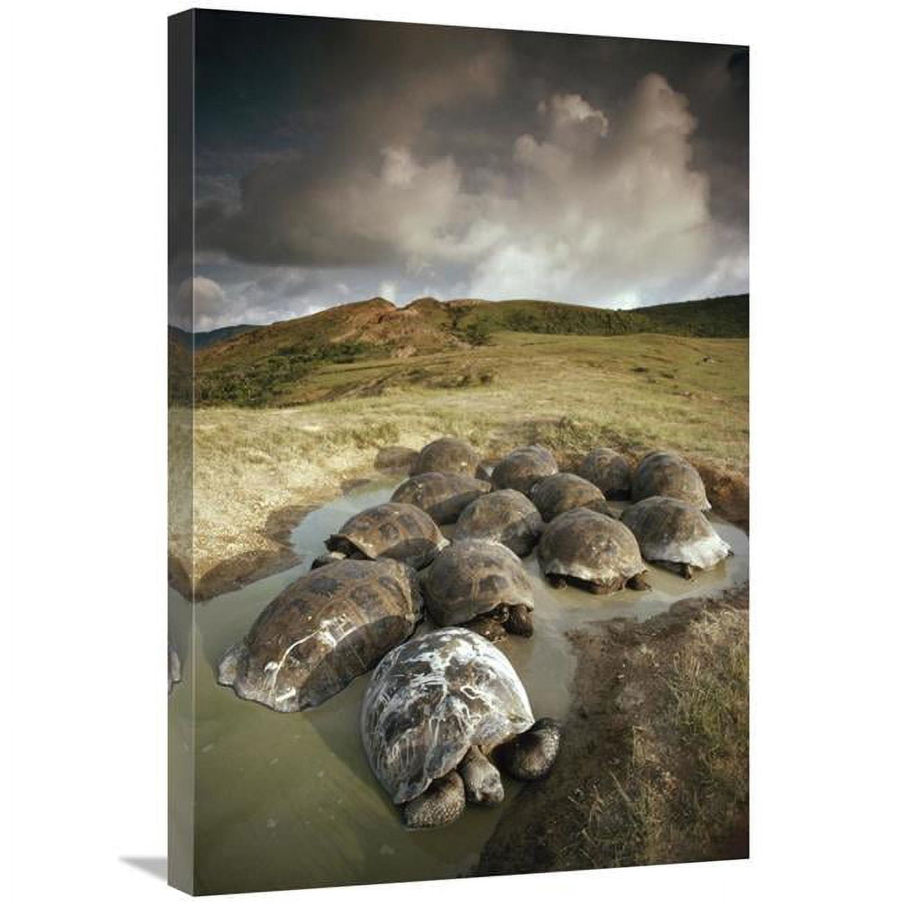 Global Gallery Galapagos Giant Tortoise Group Wallowing - Alcedo ...