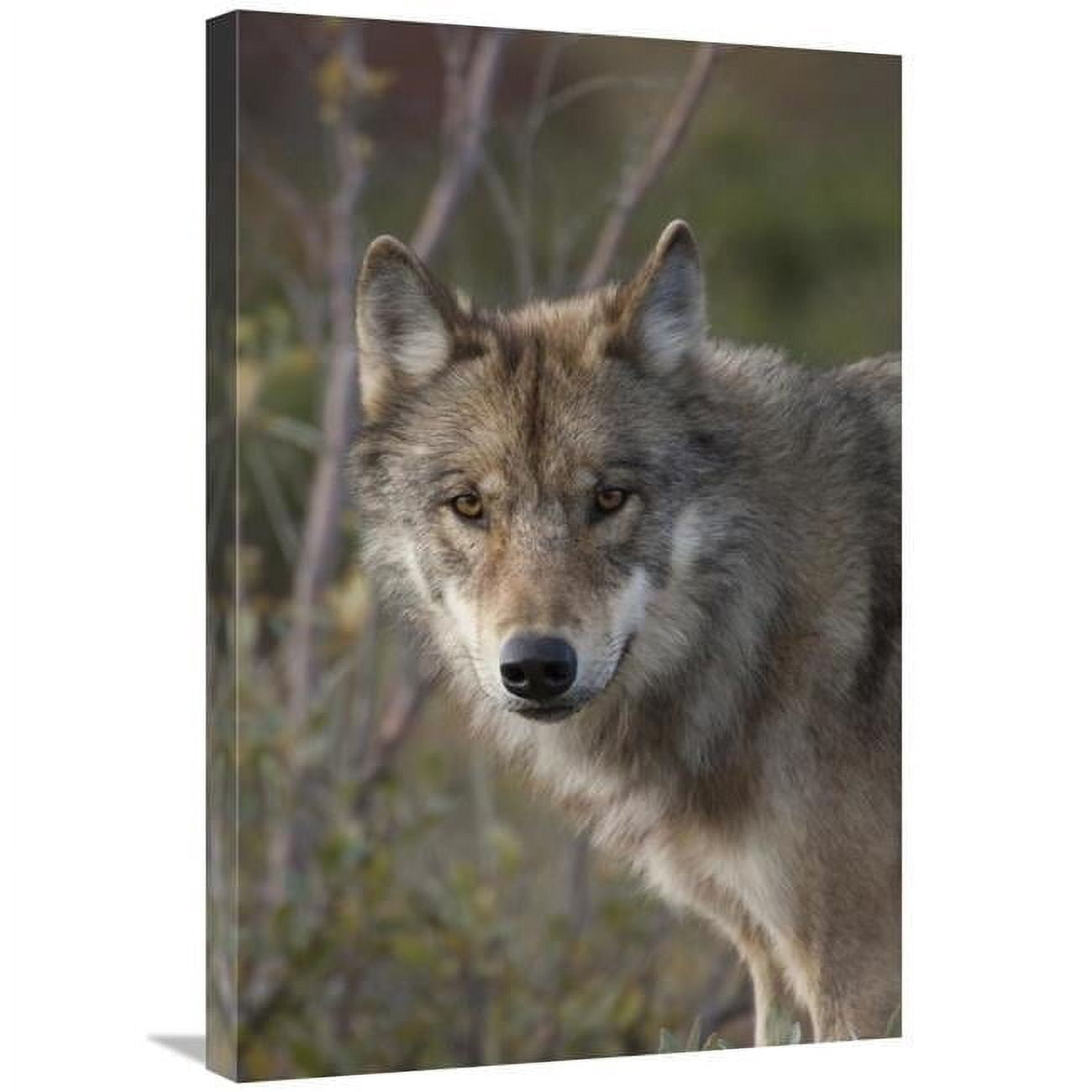 Global Gallery 20 x 30 in. Gray Wolf Portrait - Alaska Art Print ...