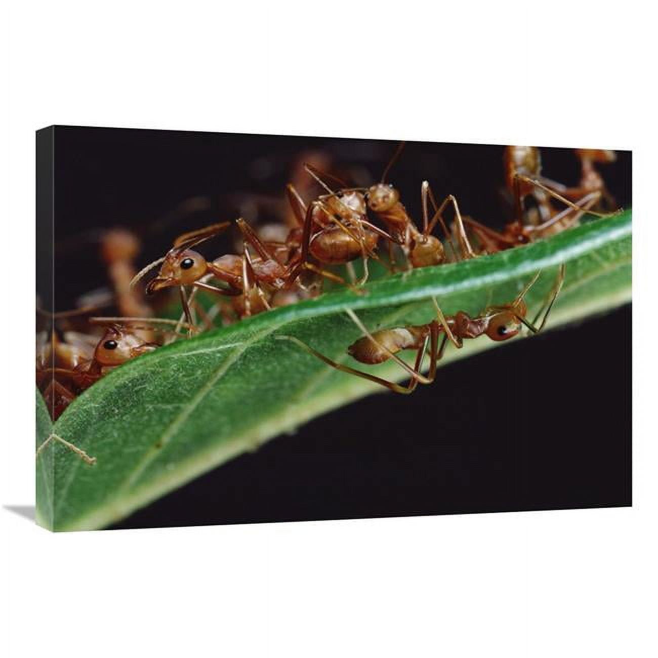 Global Gallery Green Tree Ants on Leaf with Ant-Mimicking Jumping ...