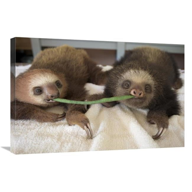 Global Gallery 20 x 30 in. Hoffmanns Two-Toed Sloth Orphaned Babies ...