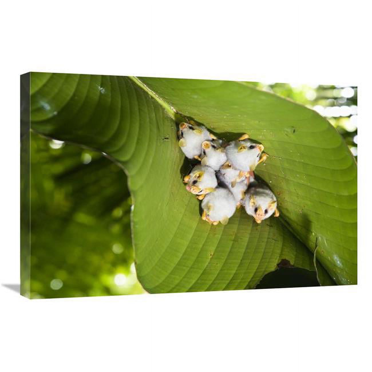 Global Gallery GCS-452686-2030-142 20 x 30 in. Honduran White Bat ...