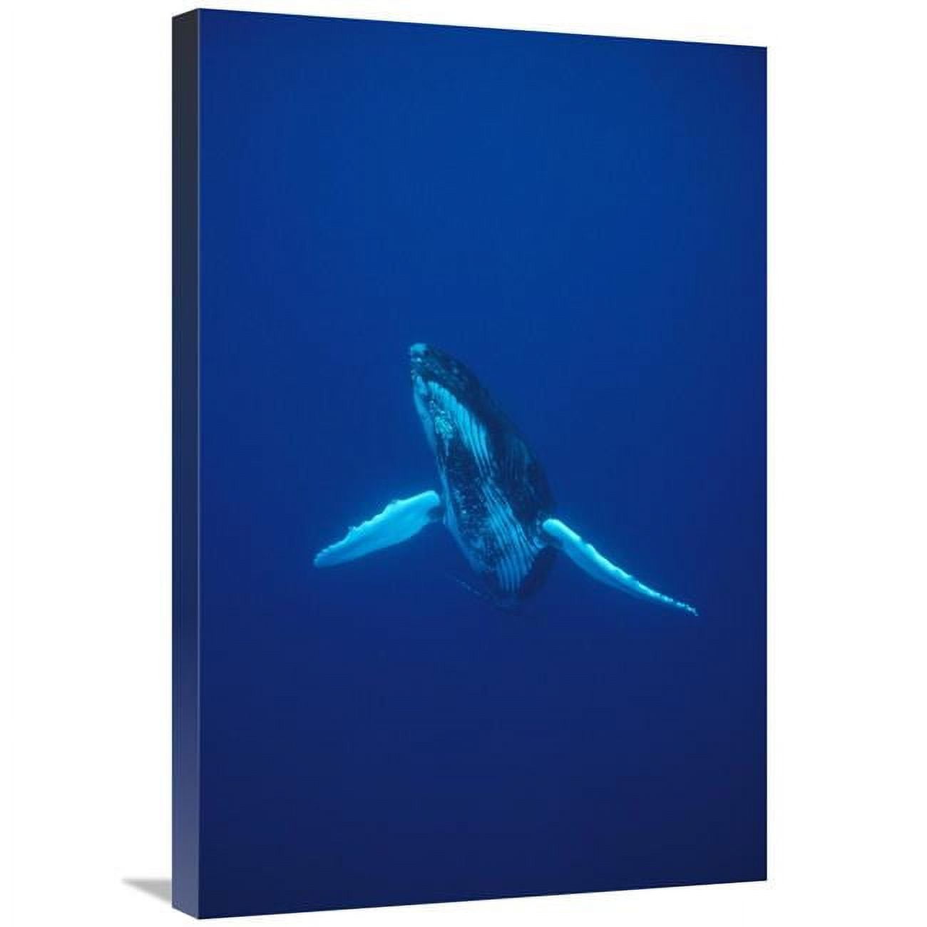 Global Gallery Humpback Whale Underwater Portrait - Kona Coast - Hawaii ...