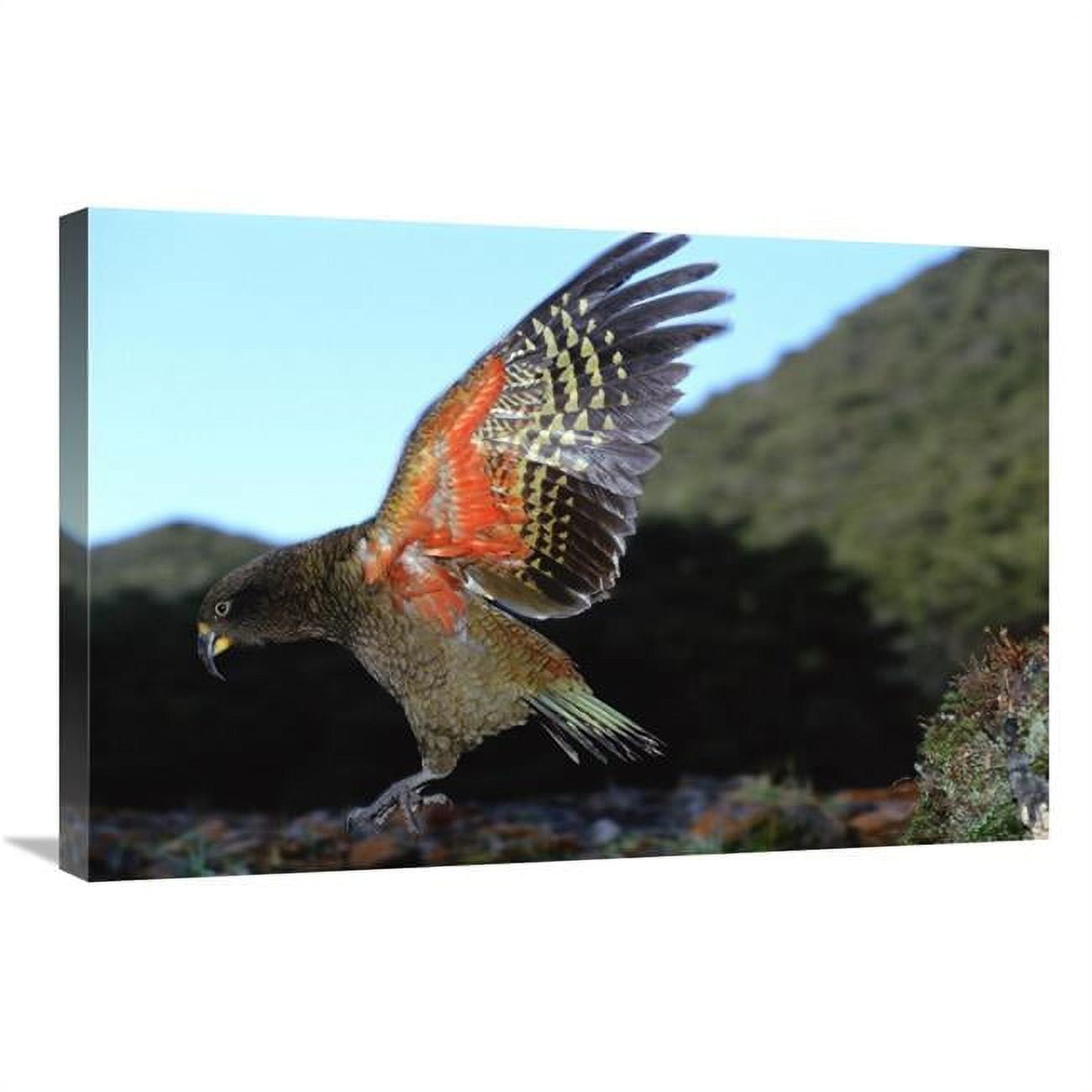 Global Gallery 20 x 30 in. Kea Showing Brilliant Coloration Under Wing ...