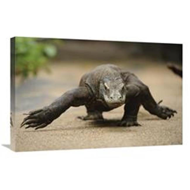 Global Gallery 20 x 30 in. Komodo Dragon Walking - Nusa Tenggara ...