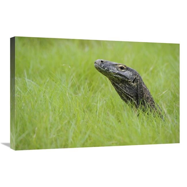 Global Gallery 20 x 30 in. Komodo Dragon in Grass - Nusa Tenggara ...