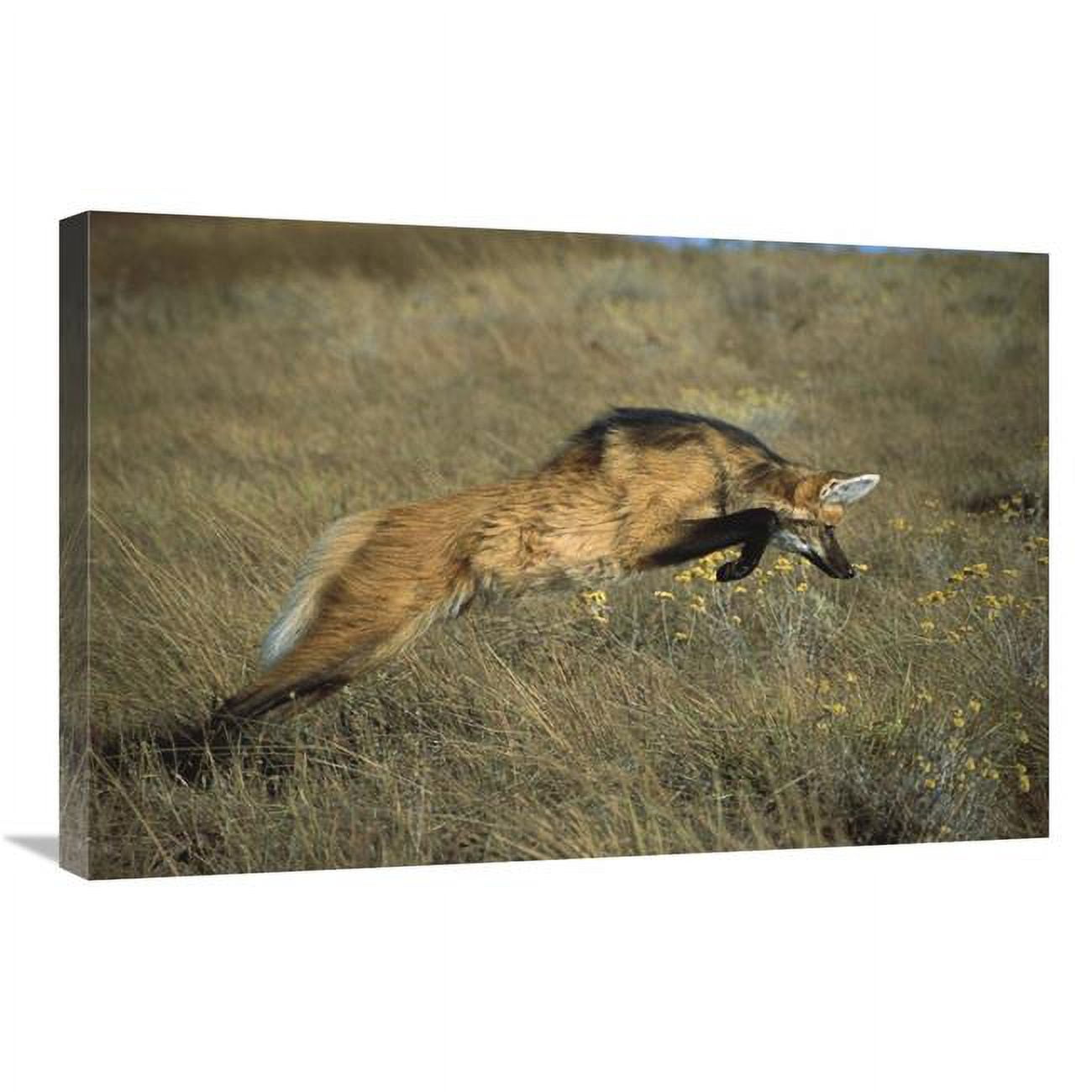 Global Gallery Maned Wolf Pouncing on Rodent in Dense Grass - Serra De ...