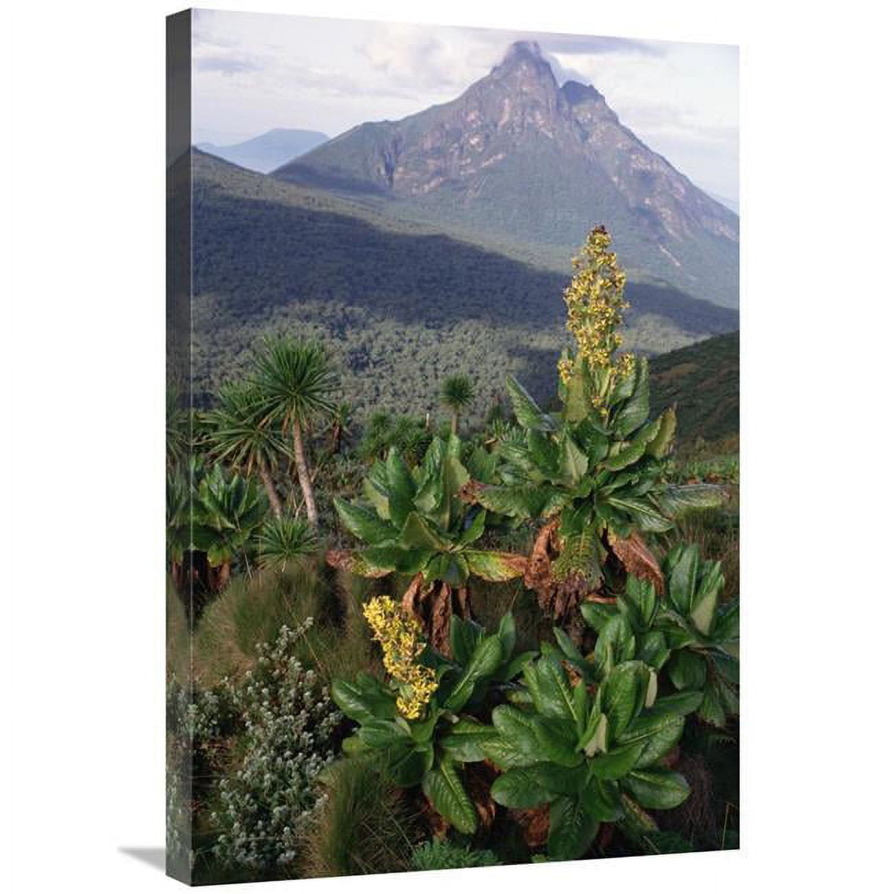 Global Gallery 20 x 30 in. Mt Mikeno From the South Slope of Mt VIsoke ...