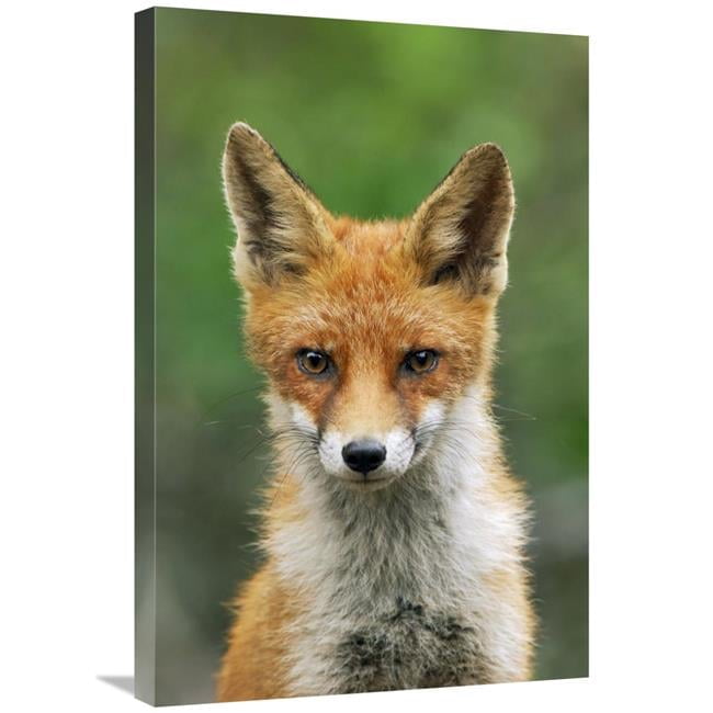 Global Gallery 20 x 30 in. Red Fox - Hoge Veluwe National Park ...