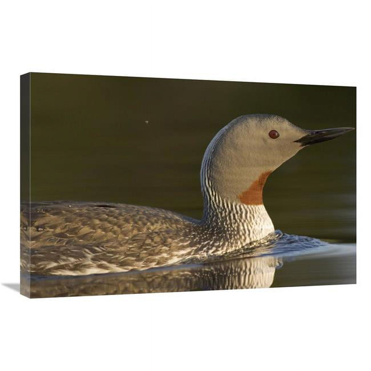 Global Gallery 20 x 30 in. Red-Throated Loon in Water, Alaska Art Print - Michael Quinton ...