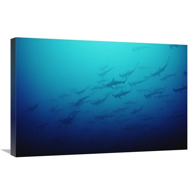 Global Gallery 20 x 30 in. Scalloped Hammerhead Shark School - Cocos ...