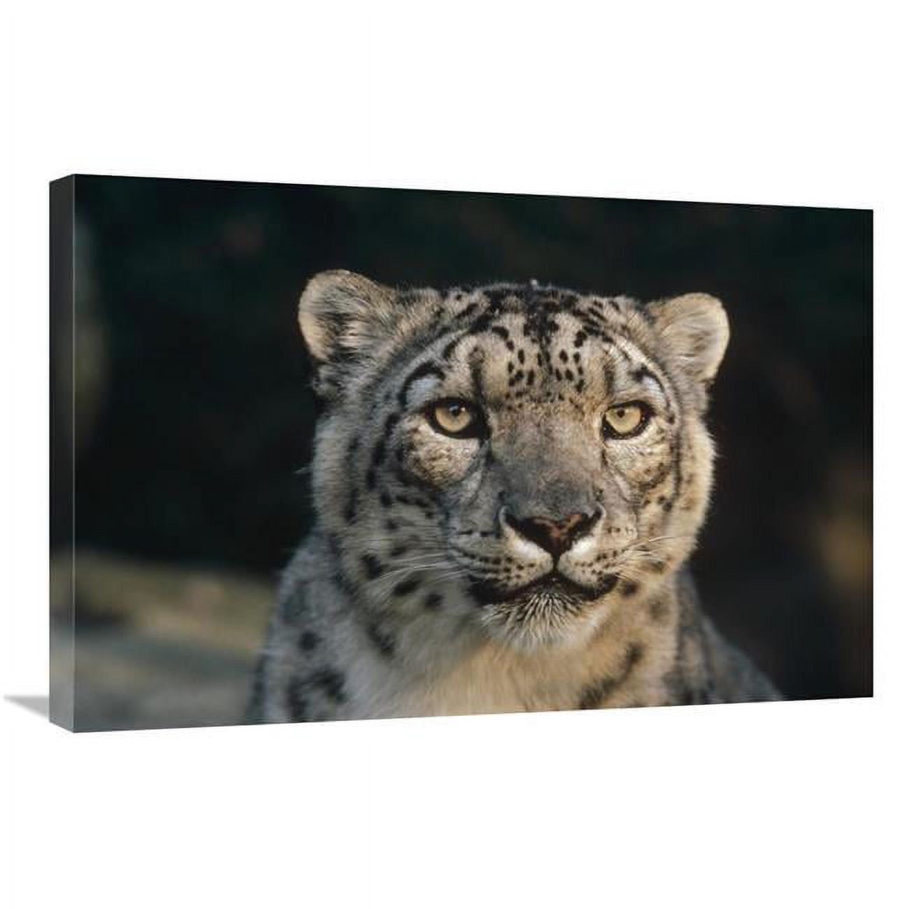 Global Gallery 20 x 30 in. Snow Leopard, Woodland Park Zoo Art Print ...